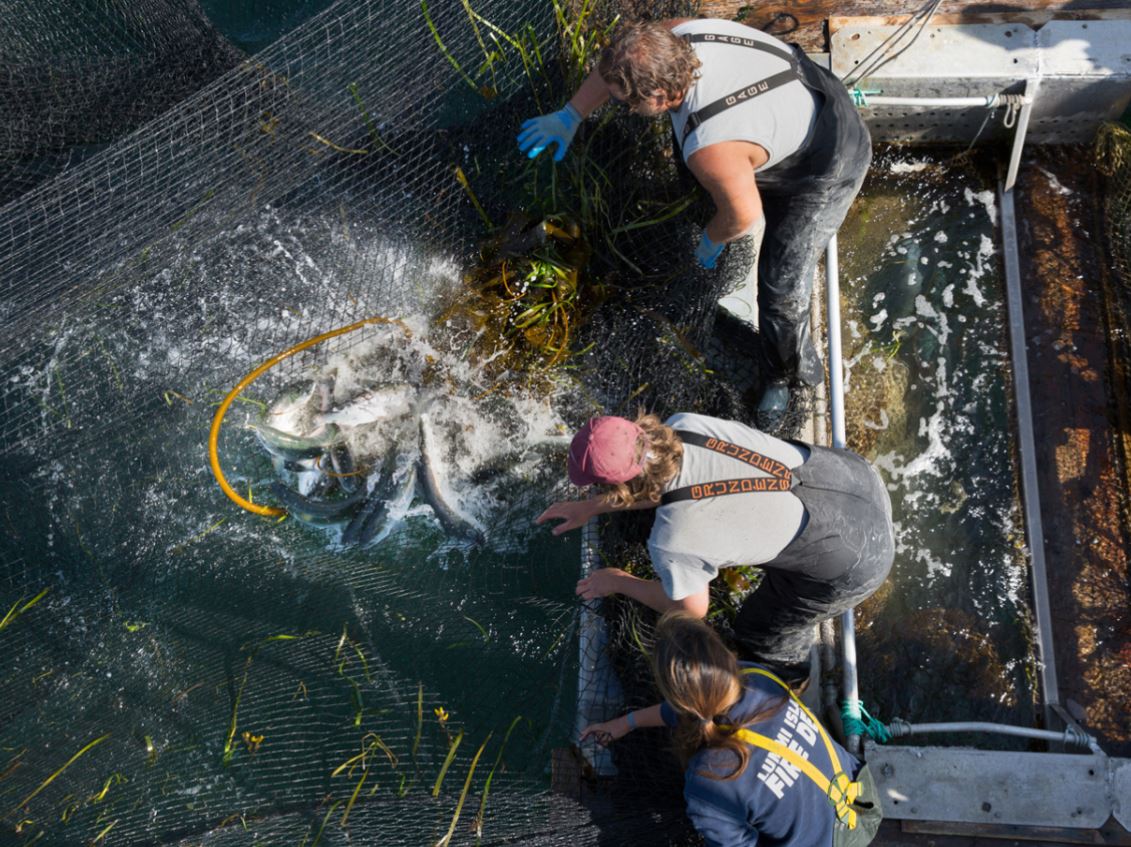 Finding a Sustainable Way to Eat Fish | MidCurrent