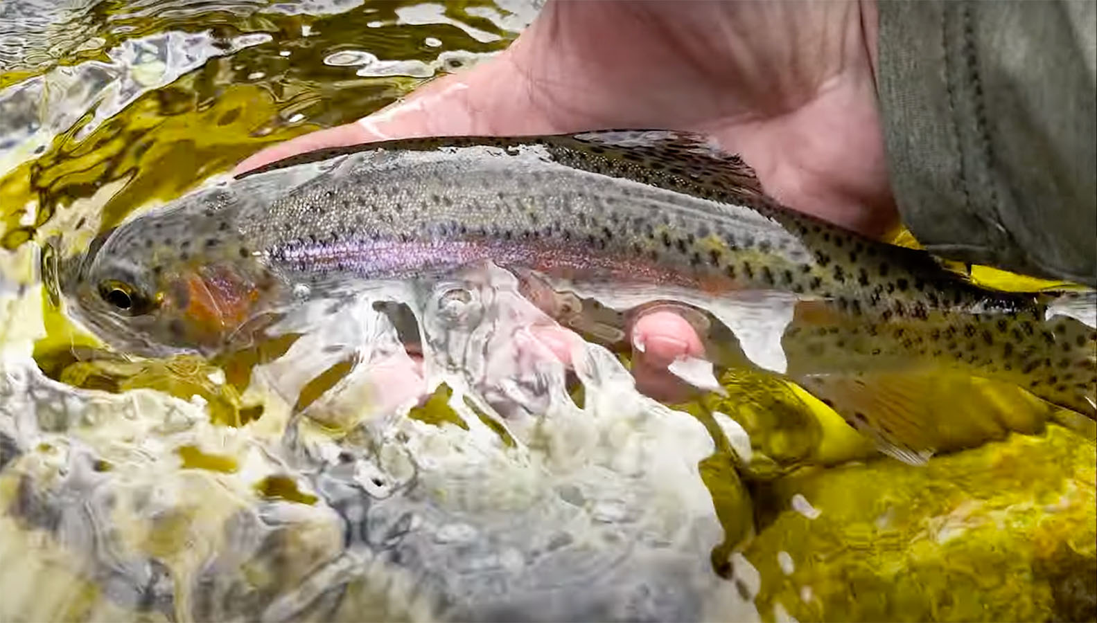 "A Canyon Stacked With Wild Trout - Tenkara" | MidCurrent