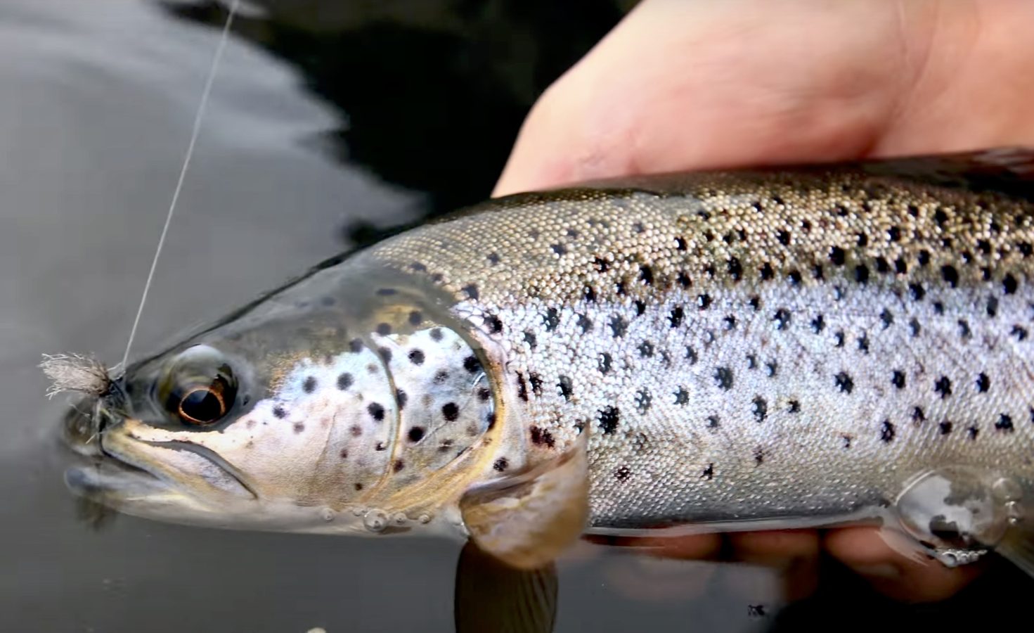 "Fishing the Iconic River Deveron" | MidCurrent